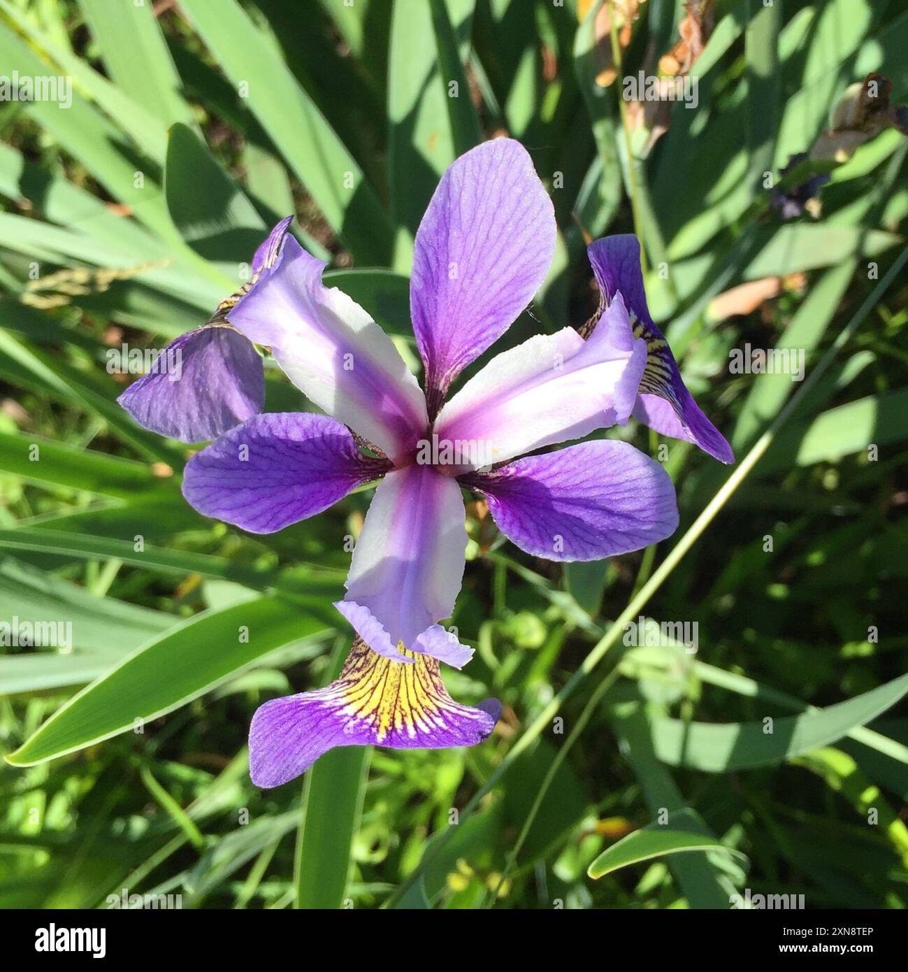 northern blue flag (Iris versicolor) Plantae Stock Photo - Alamy