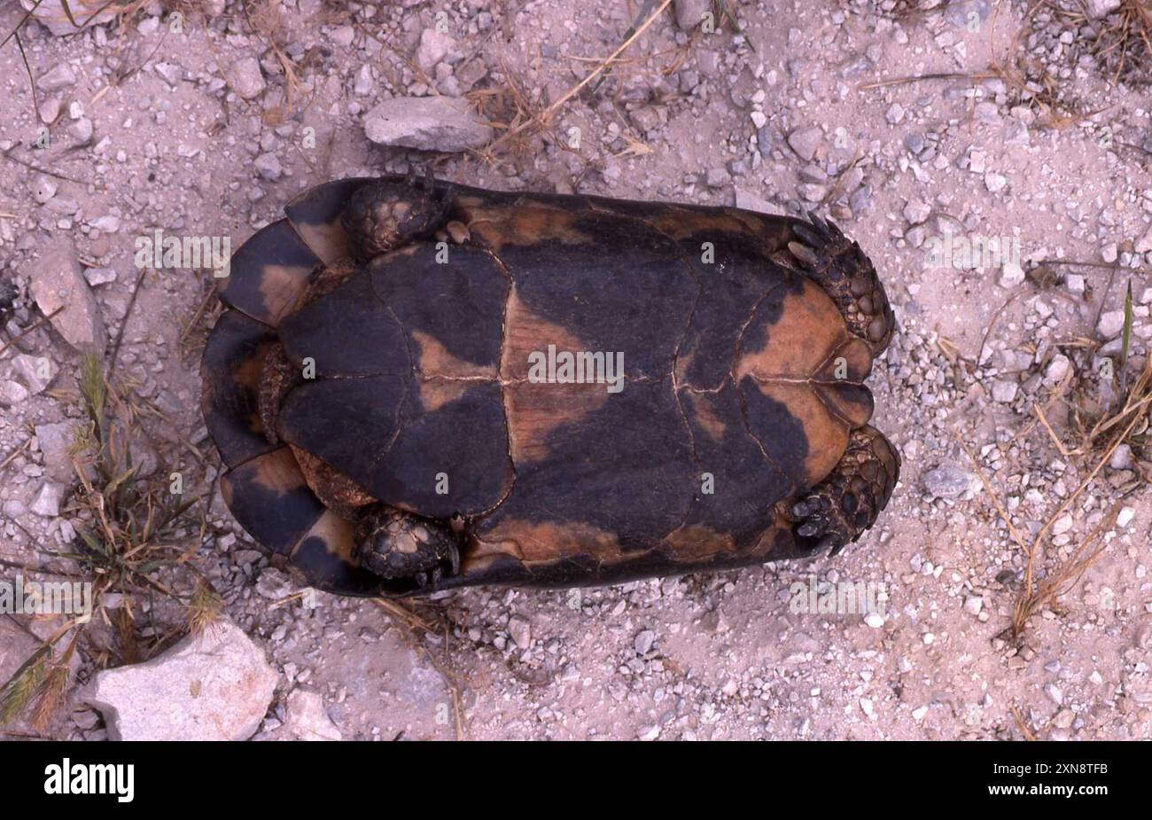 Marginated Tortoise (Testudo marginata) Reptilia Stock Photo - Alamy