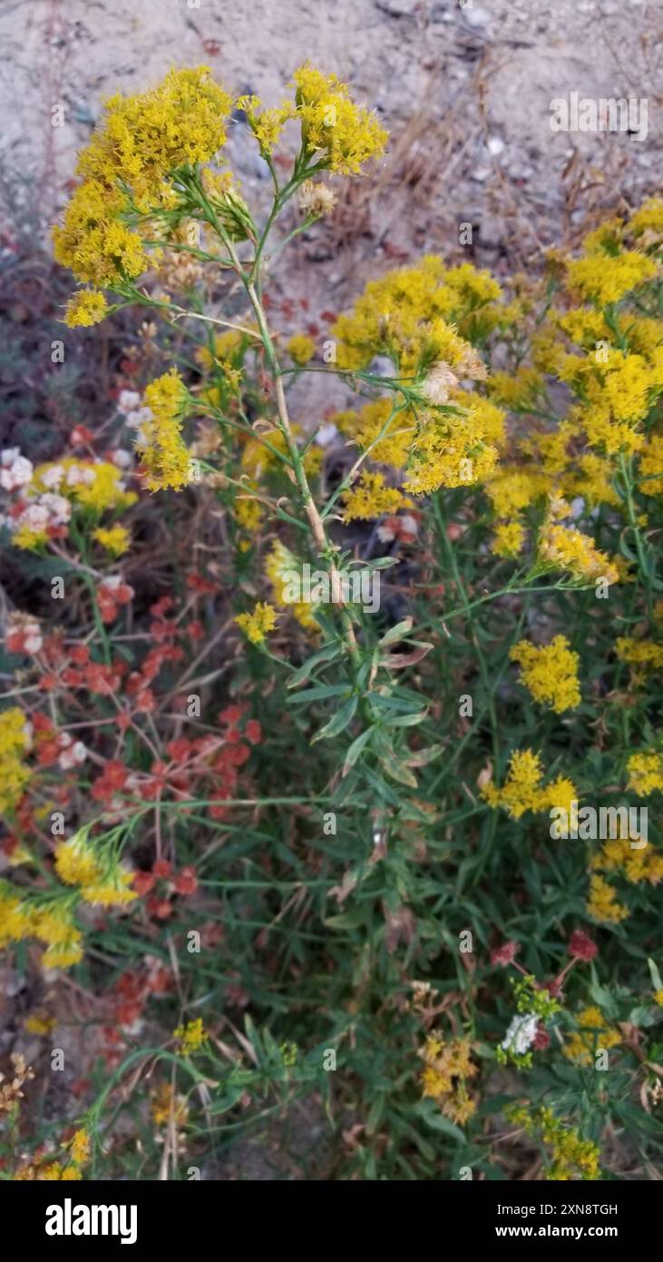 Coastal Goldenbush (Isocoma menziesii) Plantae Stock Photo - Alamy