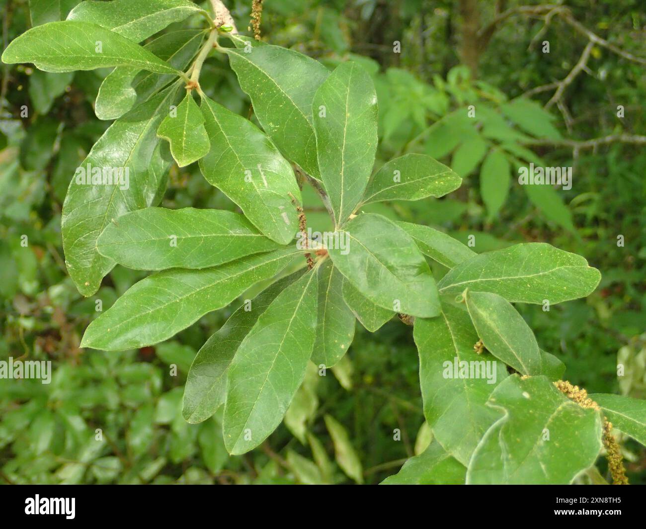 oaks (Quercus) Plantae Stock Photo - Alamy