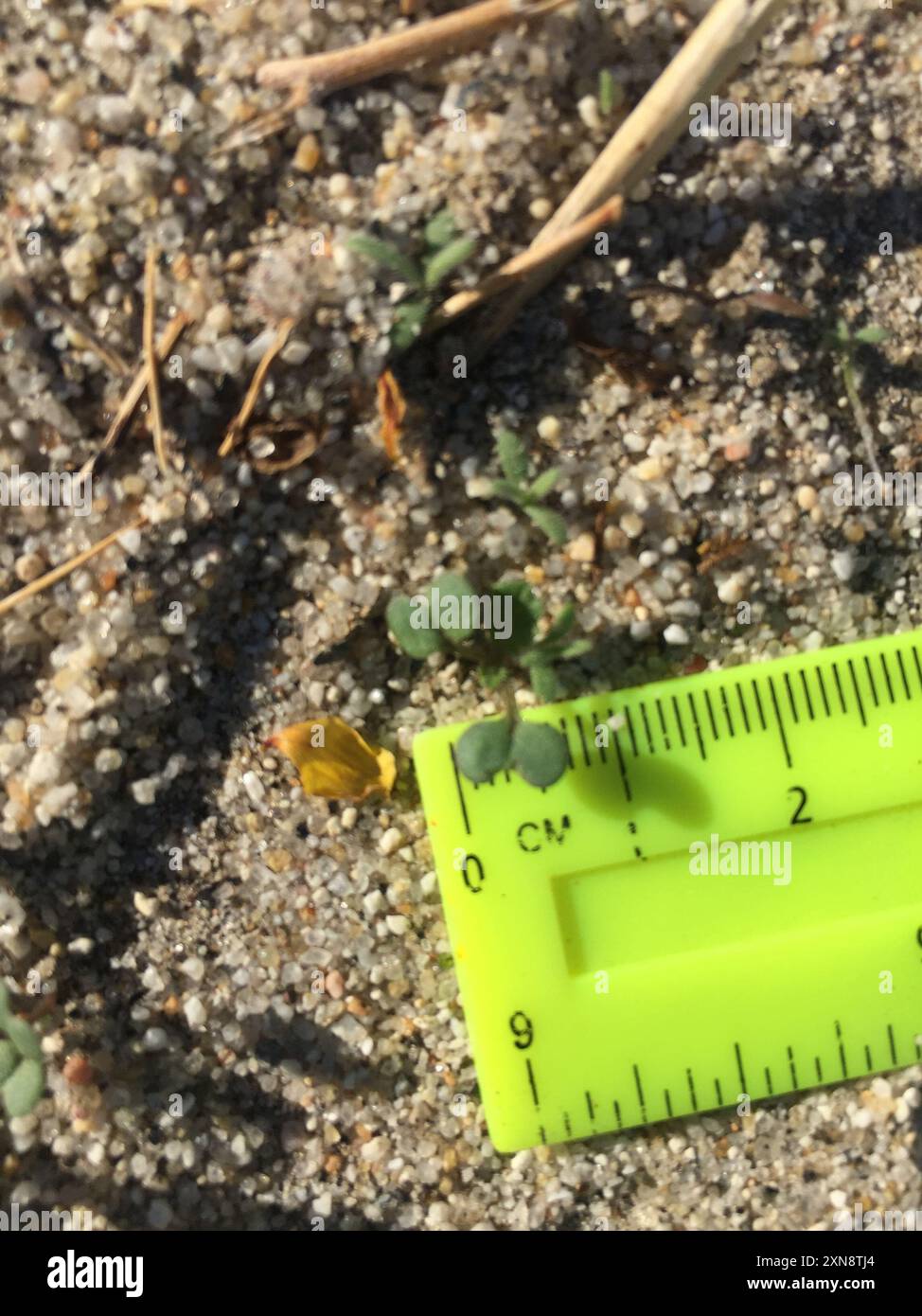 Saharan Mustard (Brassica tournefortii) Plantae Stock Photo - Alamy