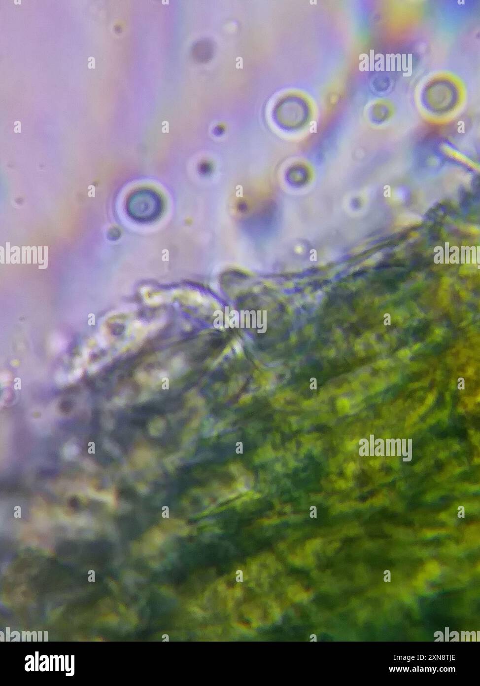 Half-free Morel (Morchella punctipes) Fungi Stock Photo - Alamy