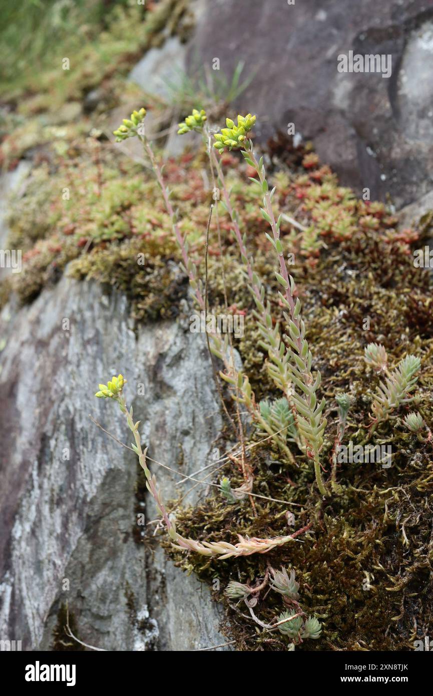 Reflexed Stonecrop (Petrosedum rupestre) Plantae Stock Photo - Alamy