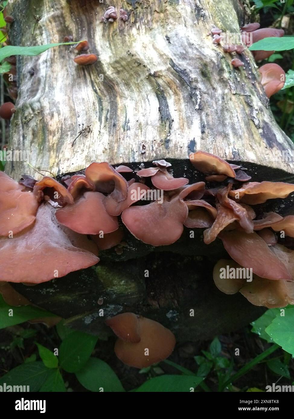 Wood ear fungi (Auricularia) Fungi Stock Photo - Alamy