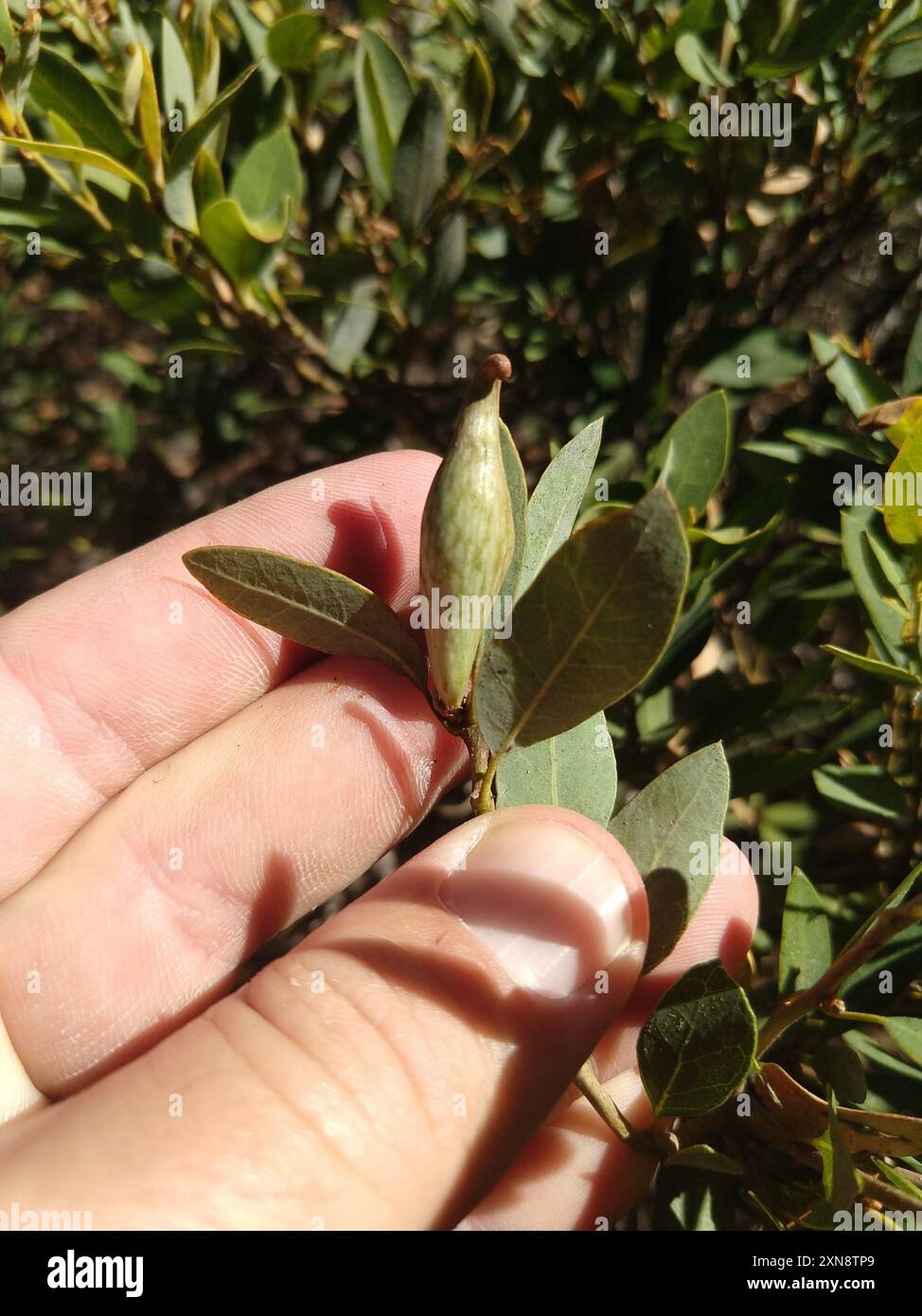 Beaked Spindle Gall Wasp (Heteroecus pacificus) Insecta Stock Photo - Alamy