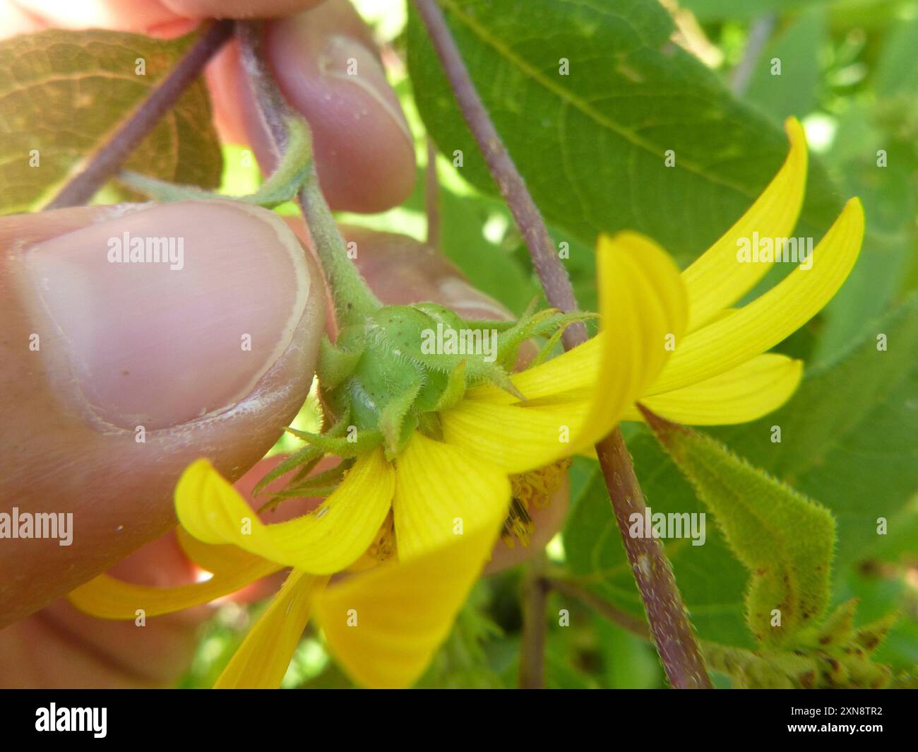 stiff-hair sunflower (Helianthus hirsutus) Plantae Stock Photo - Alamy