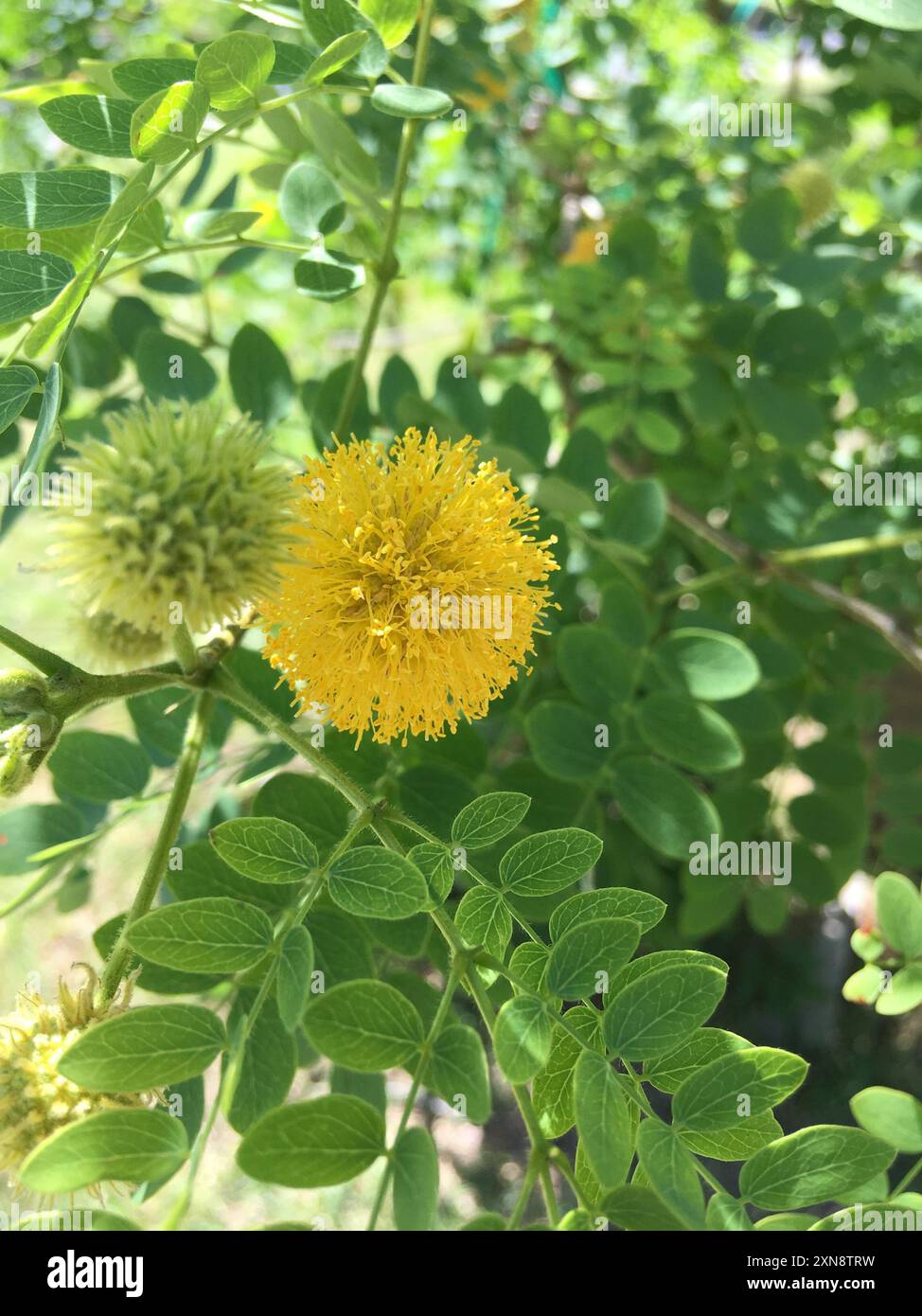 Golden-ball Lead Tree (Leucaena retusa) Plantae Stock Photo - Alamy