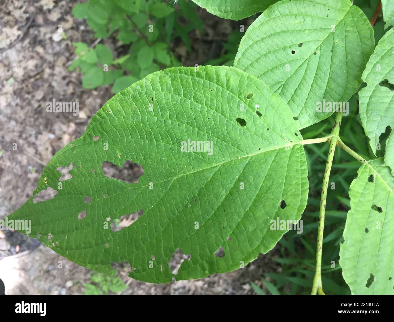 Round-leaved Dogwood (Cornus rugosa) Plantae Stock Photo - Alamy