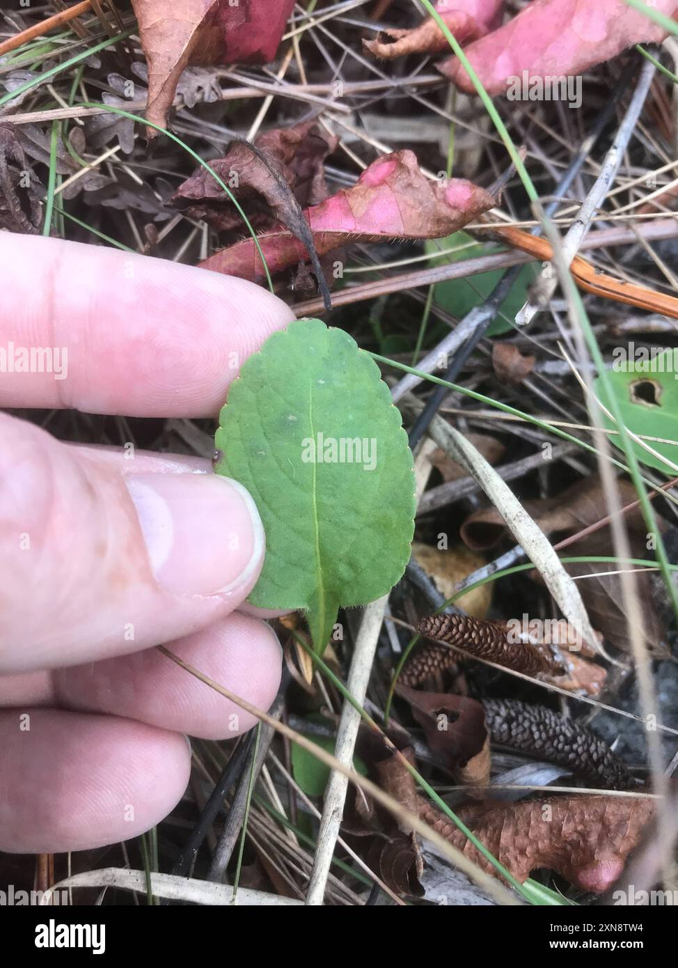 primrose-leaved violet (Viola primulifolia) Plantae Stock Photo - Alamy
