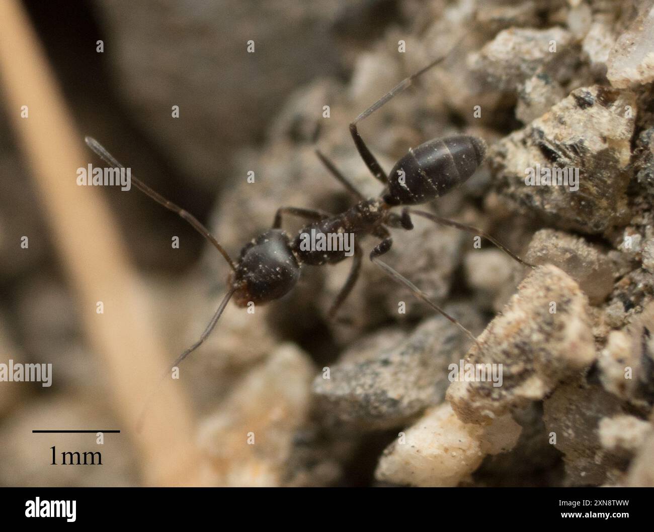 Pyramid Ants (Dorymyrmex) Insecta Stock Photo - Alamy