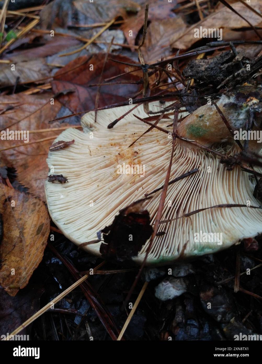 Silver-blue Milkcap (Lactarius paradoxus) Fungi Stock Photo - Alamy