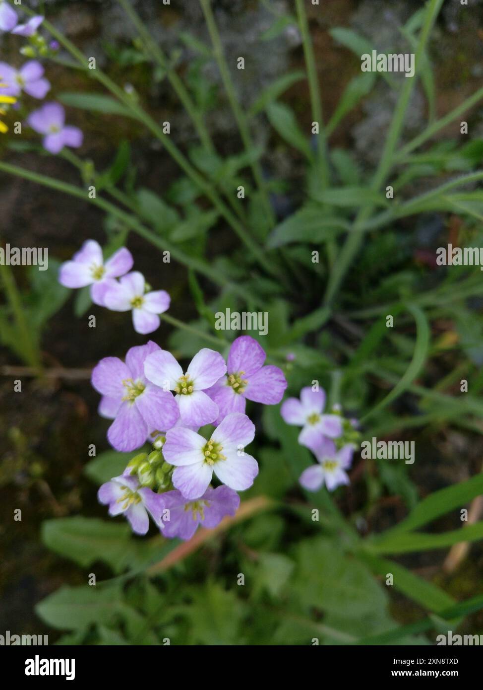 Sand Rock-cress (Arabidopsis arenosa) Plantae Stock Photo - Alamy