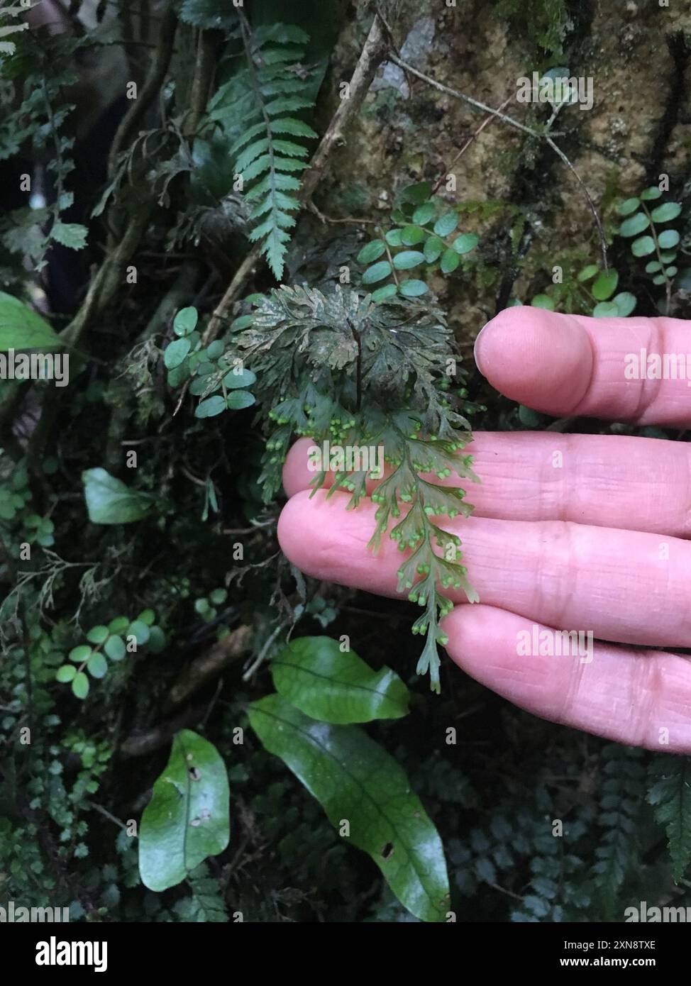 Hymenophyllum demissum hi-res stock photography and images - Alamy