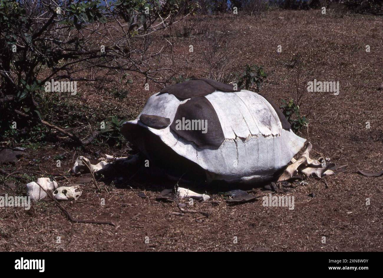 Alcedo Volcano Giant Tortoise (Chelonoidis niger vandenburghi) Reptilia ...