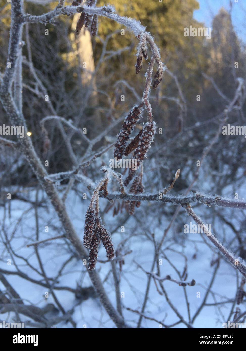 swamp alder (Alnus incana rugosa) Plantae Stock Photo - Alamy
