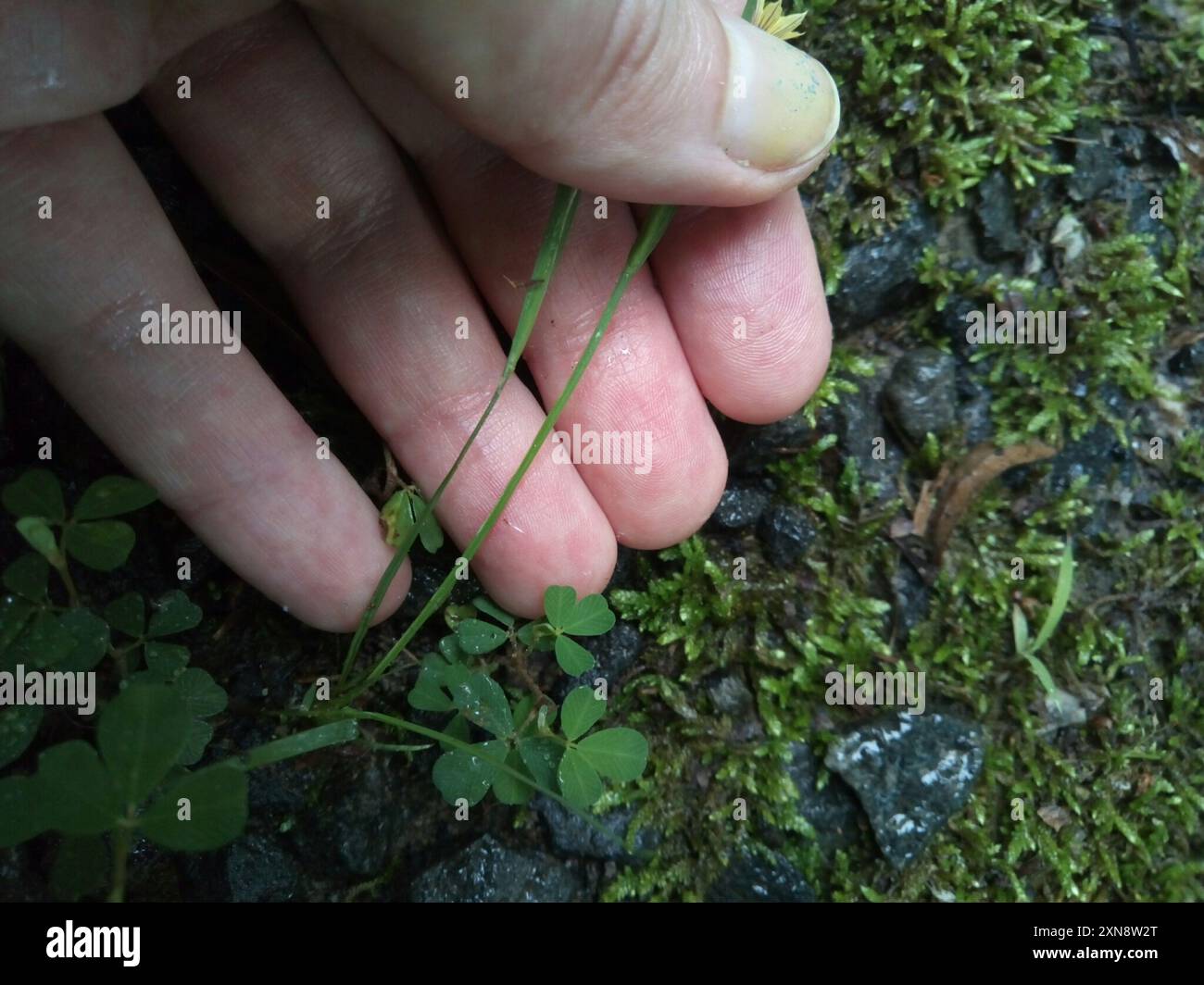 Blue Pigroot (Sisyrinchium micranthum) Plantae Stock Photo - Alamy