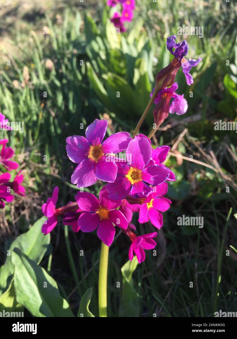 Parry's primrose (Primula parryi) Plantae Stock Photo - Alamy