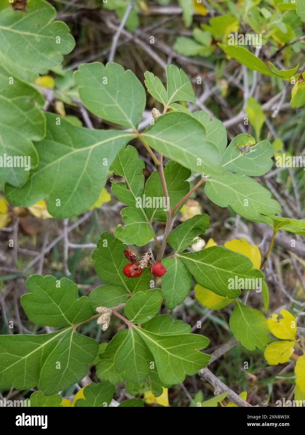 fragrant sumac (Rhus aromatica) Plantae Stock Photo - Alamy