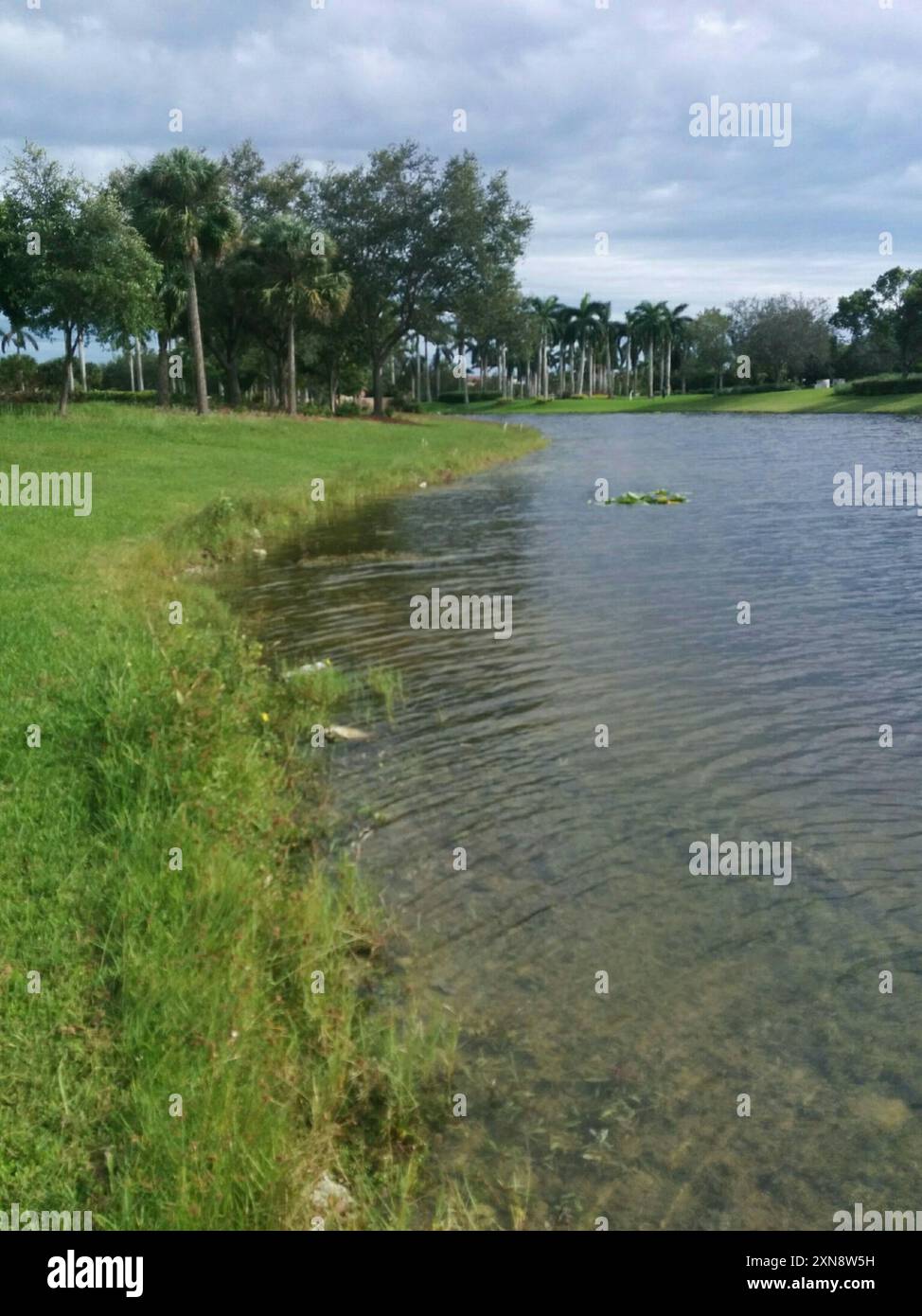 Indian Swampweed (Hygrophila polysperma) Plantae Stock Photo - Alamy