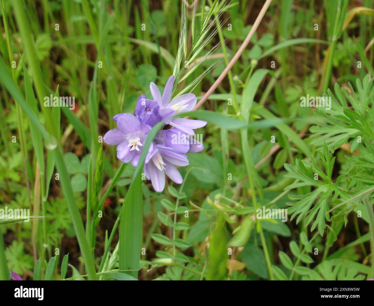 Blue Dicks (Dipterostemon capitatus) Plantae Stock Photo - Alamy