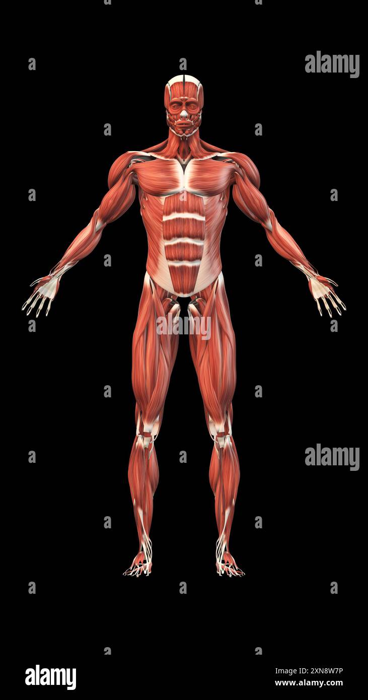 Male Muscles with vertical black background Stock Photo - Alamy