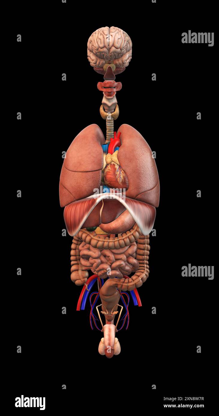 Male internal organs hi-res stock photography and images - Alamy