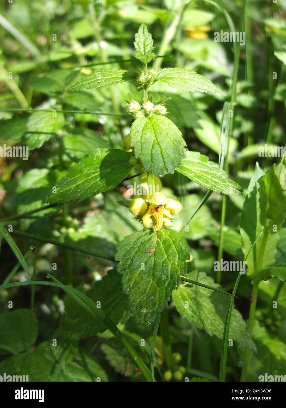 yellow archangel (Lamium galeobdolon) Plantae Stock Photo - Alamy