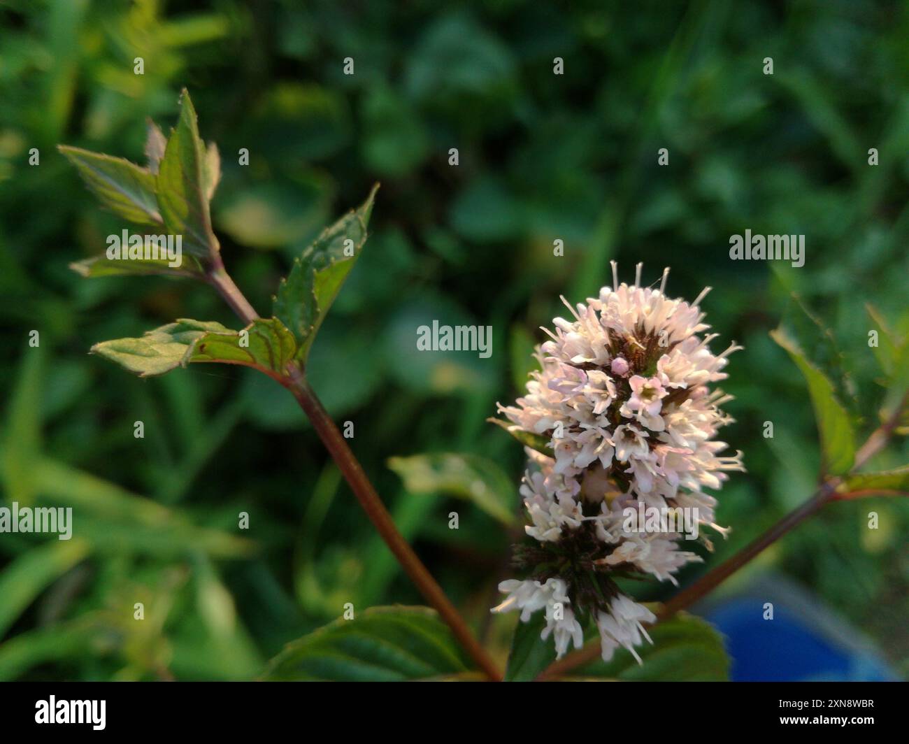 watermint (Mentha aquatica) Plantae Stock Photo - Alamy