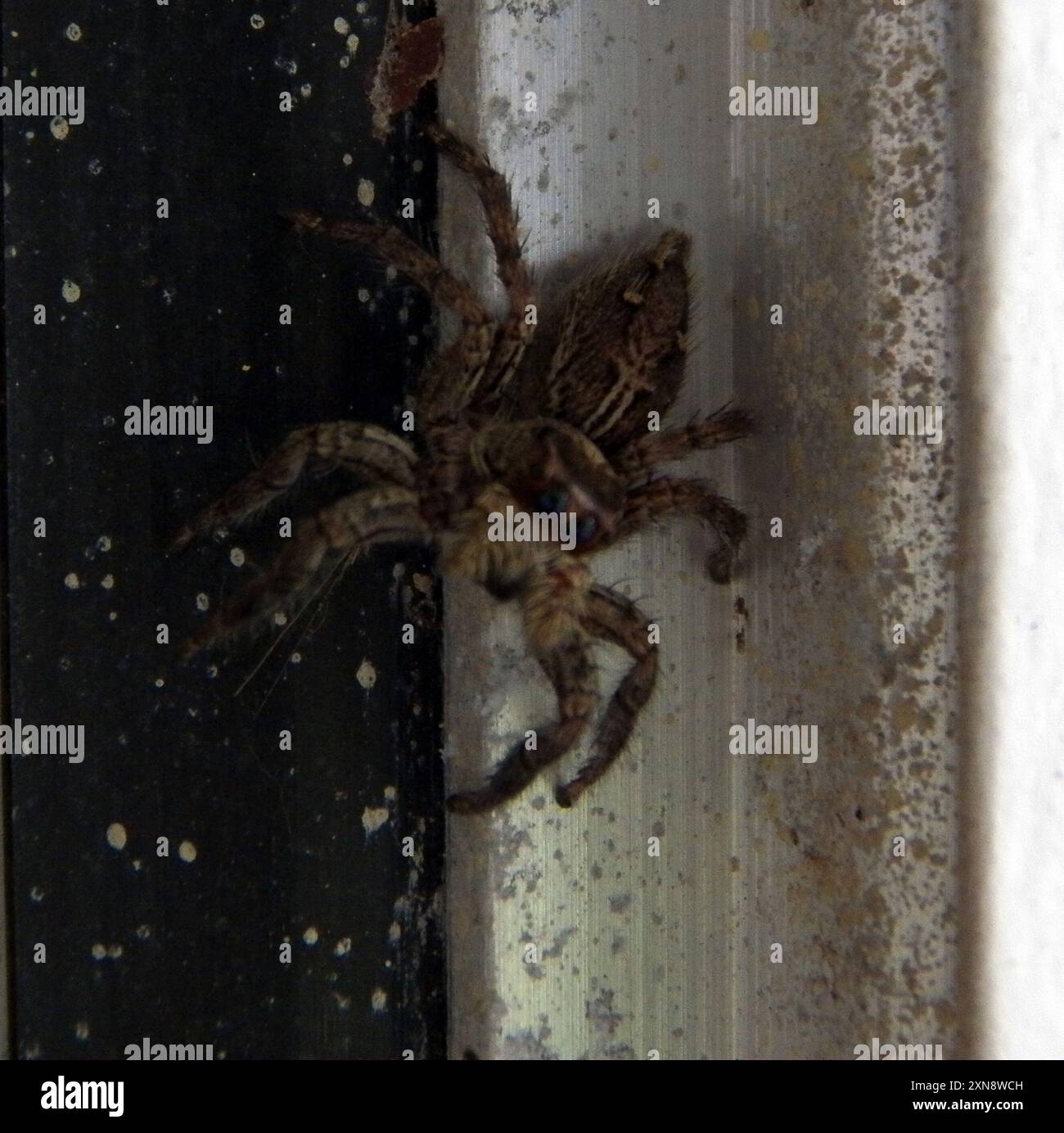 Pantropical Jumping Spider (Plexippus paykulli) Arachnida Stock Photo ...