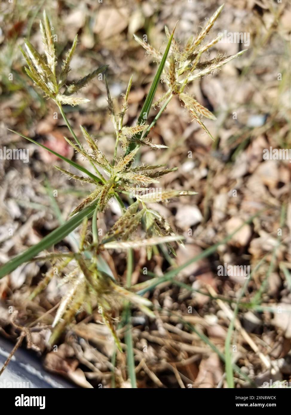 Purple nutsedge (Cyperus rotundus) Plantae Stock Photo - Alamy
