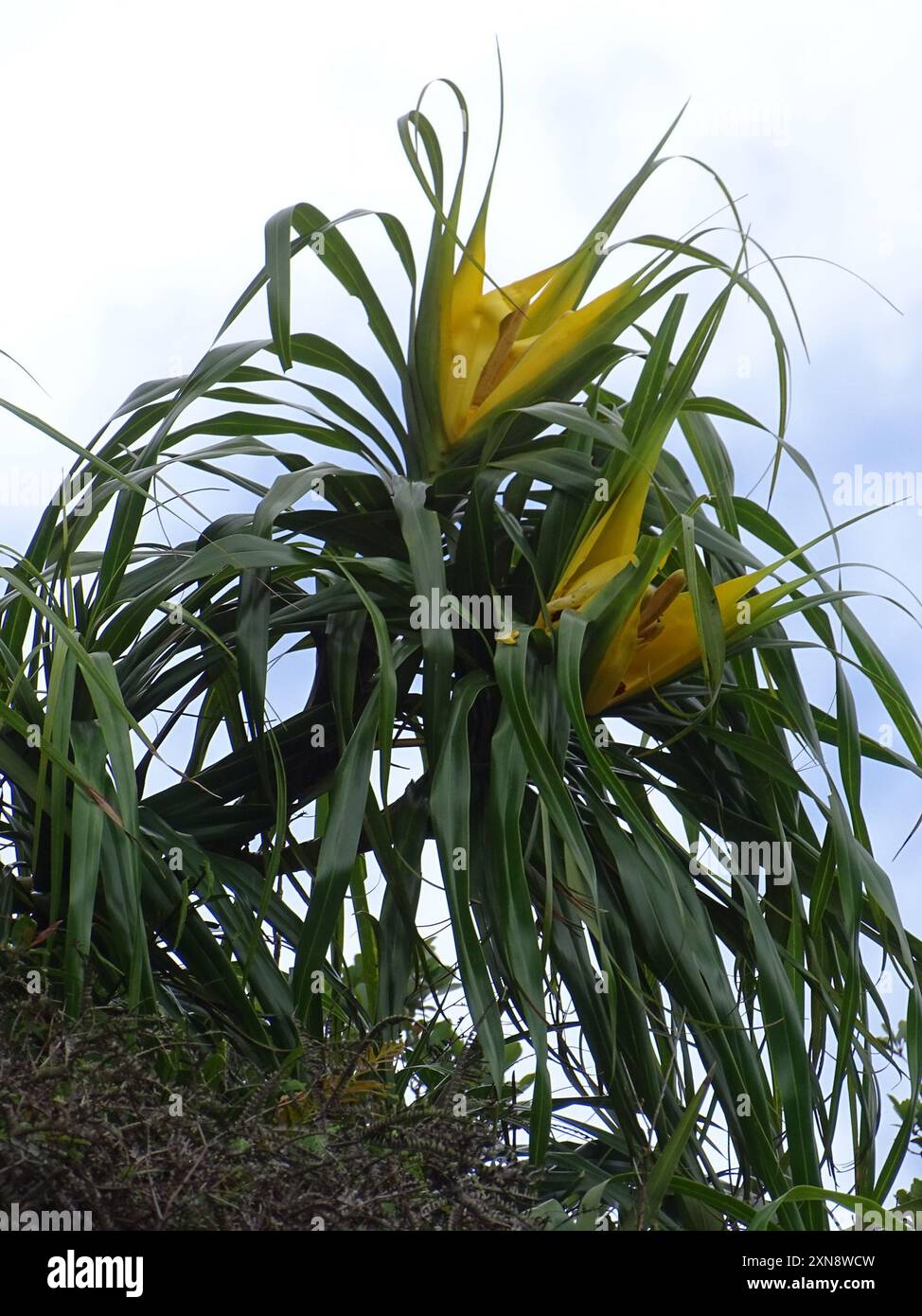 (Freycinetia formosana) Plantae Stock Photo - Alamy