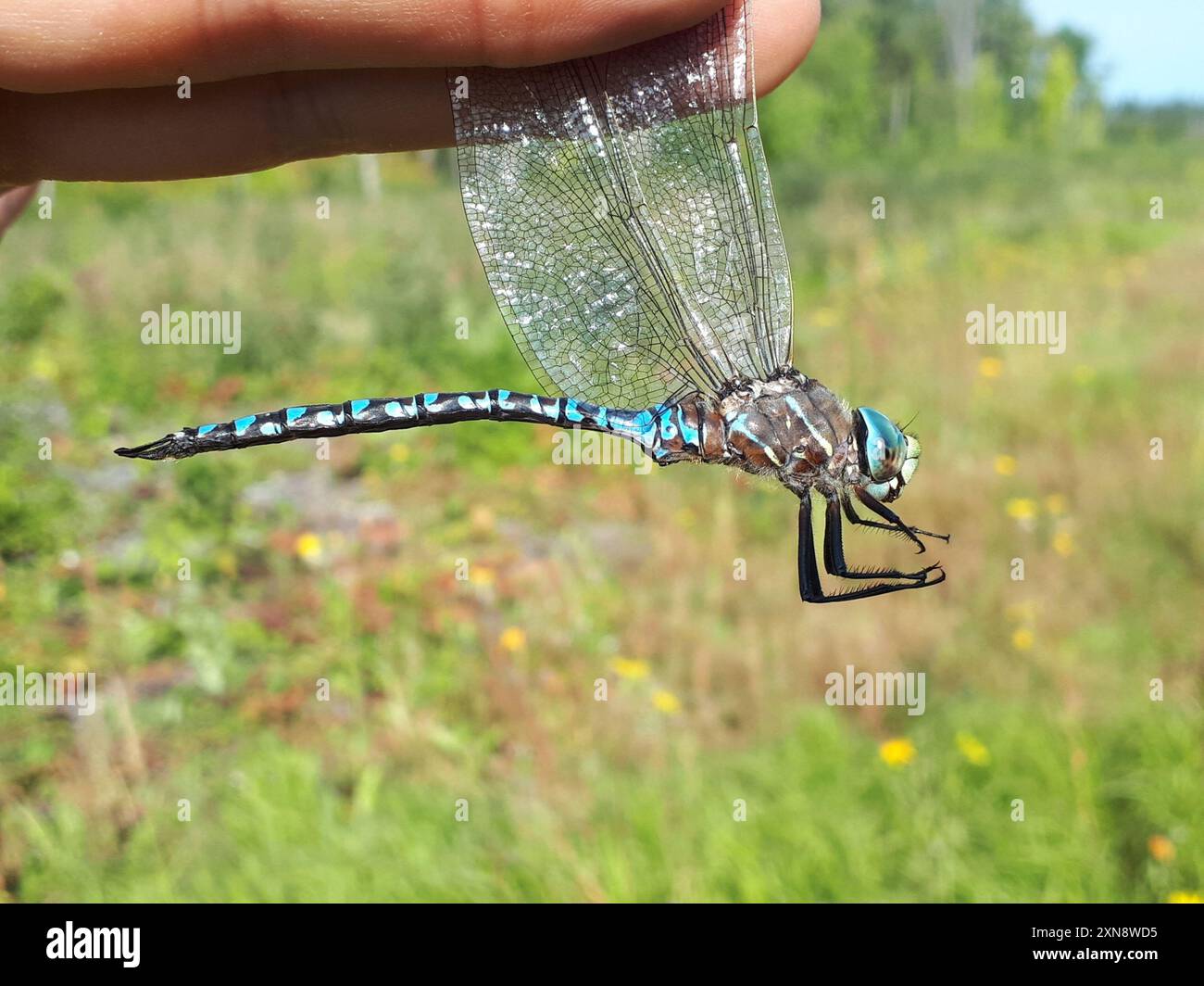 Variable Darner (Aeshna interrupta) Insecta Stock Photo - Alamy