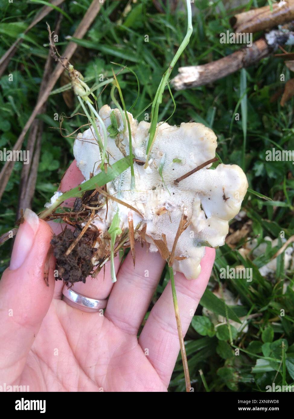 Blushing Rosette (Abortiporus biennis) Fungi Stock Photo - Alamy