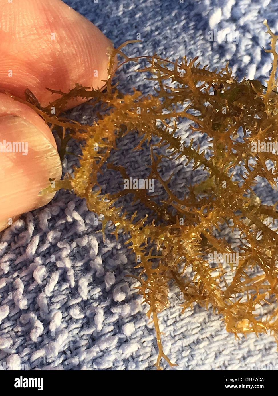 red algae (Rhodophyta) Plantae Stock Photo - Alamy