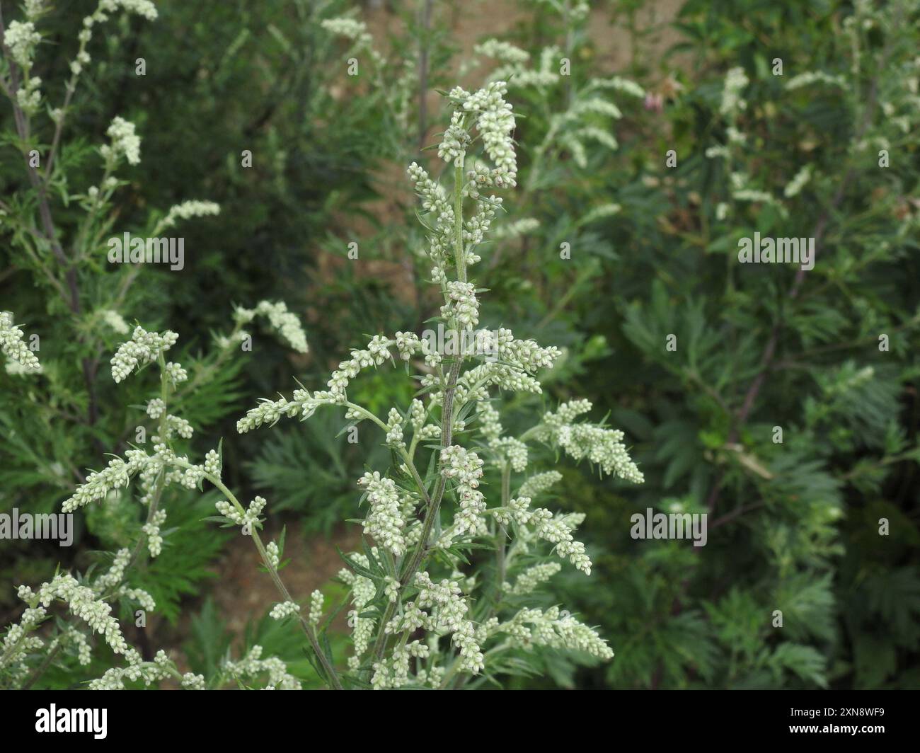 common mugwort (Artemisia vulgaris) Plantae Stock Photo - Alamy