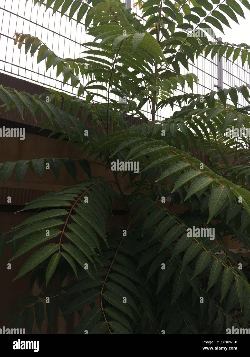 tree-of-heaven (Ailanthus altissima) Plantae Stock Photo - Alamy