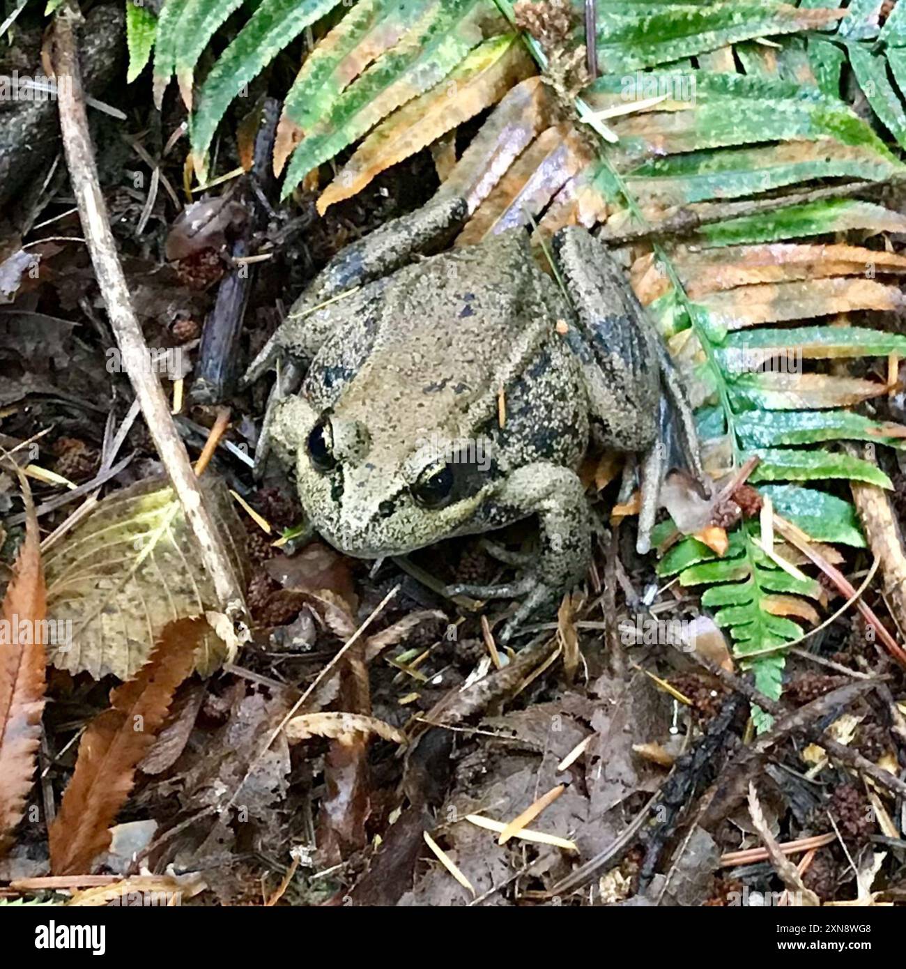 Northern Red-legged Frog (Rana aurora) Amphibia Stock Photo - Alamy