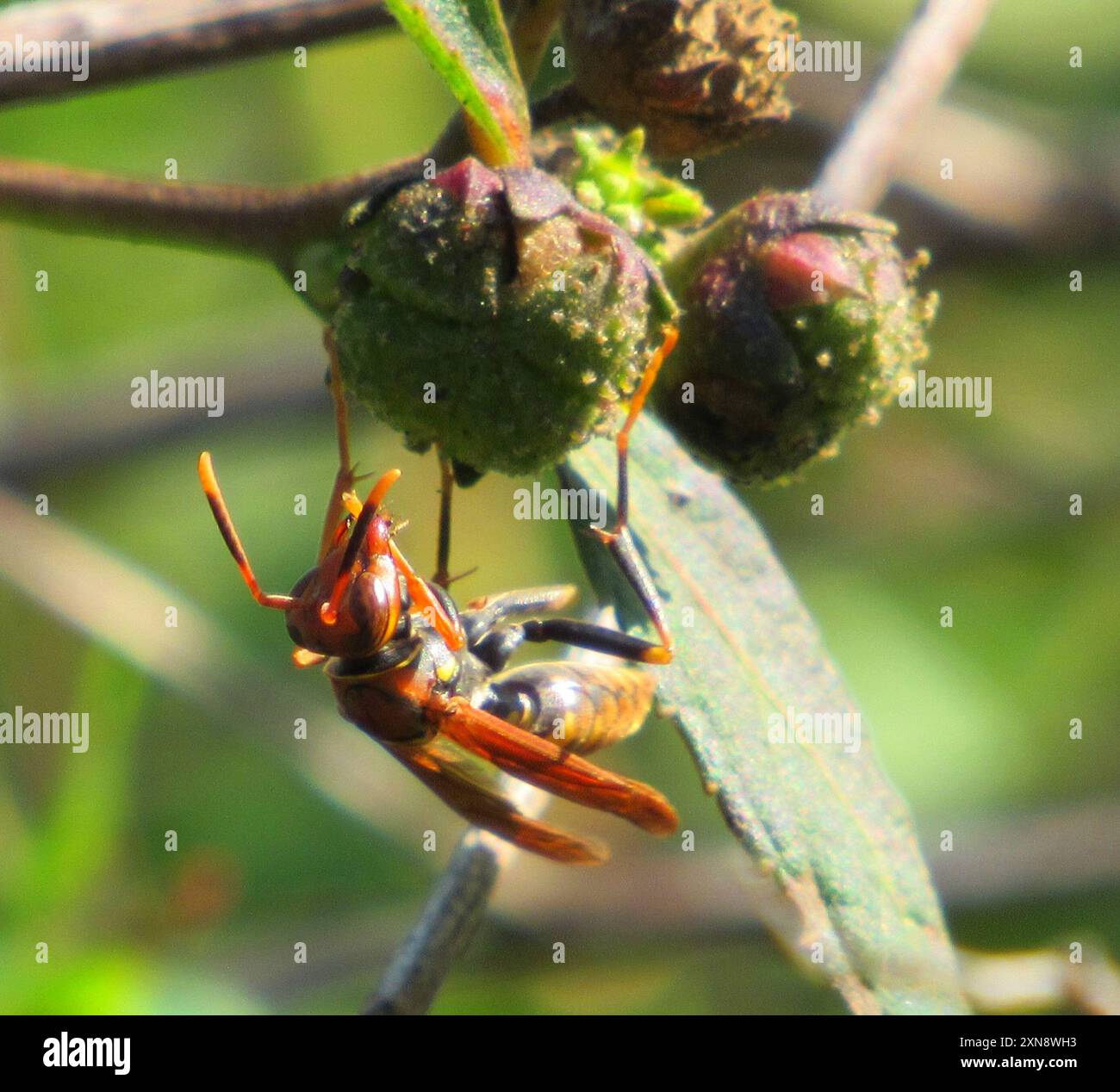 Variegated Paper Wasp (Polistes versicolor) Insecta Stock Photo - Alamy