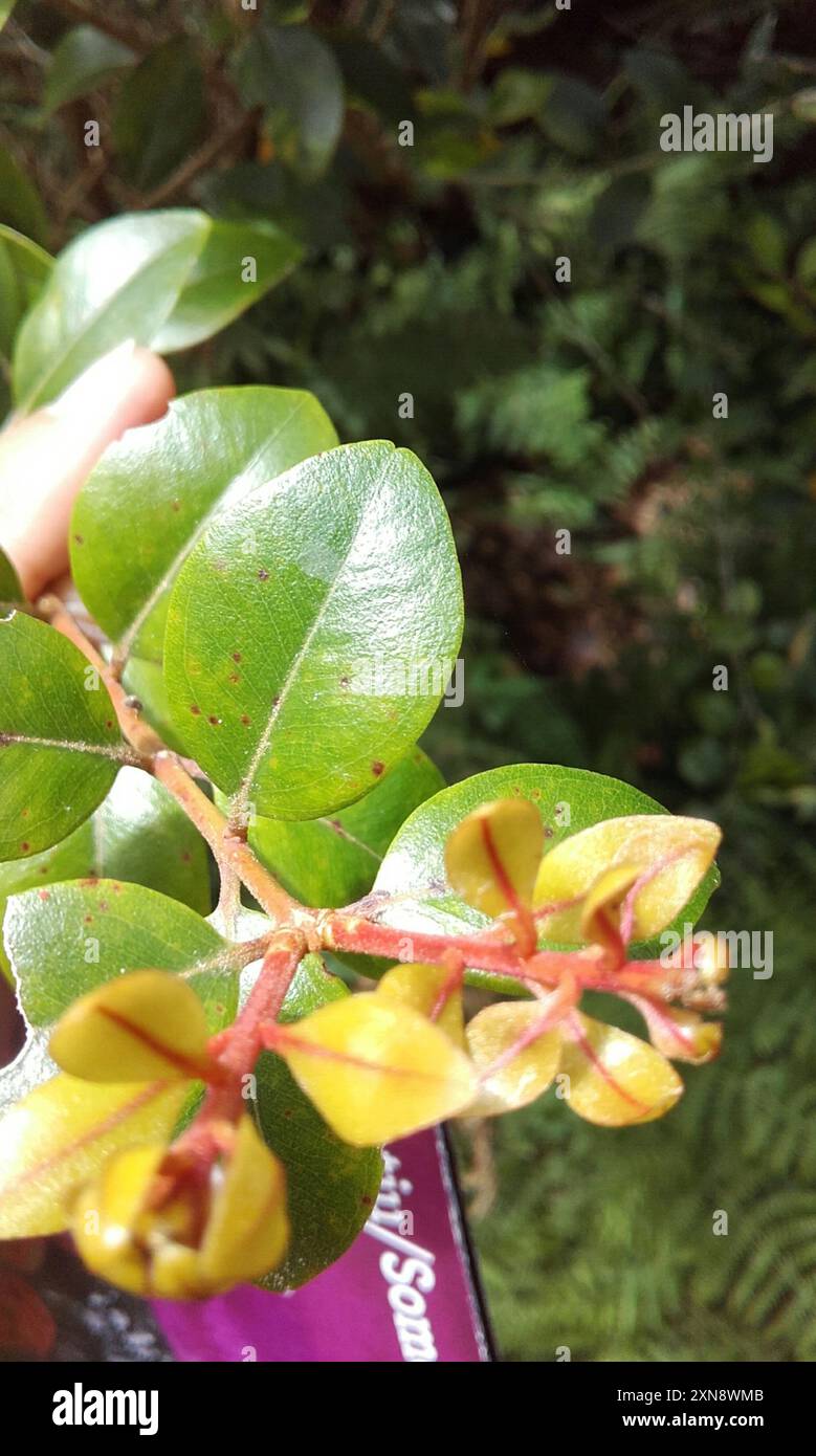 Metrosideros robusta hi-res stock photography and images - Alamy