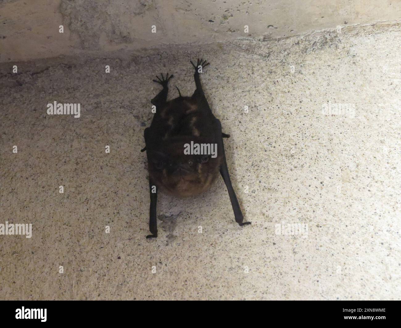 Greater sac winged hi-res stock photography and images - Alamy