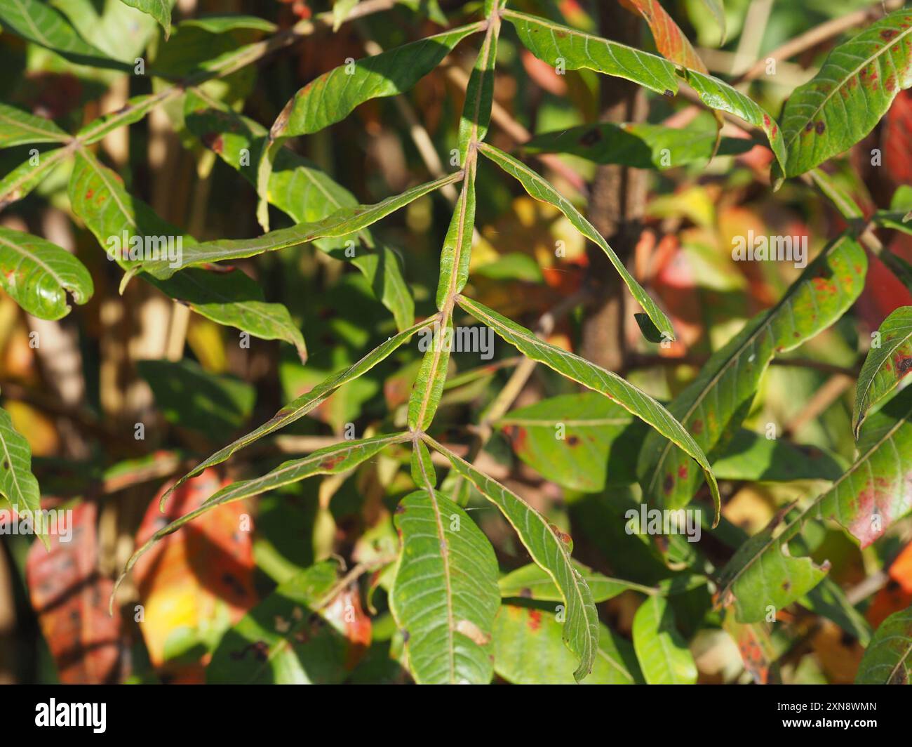 shining sumac (Rhus copallinum) Plantae Stock Photo - Alamy