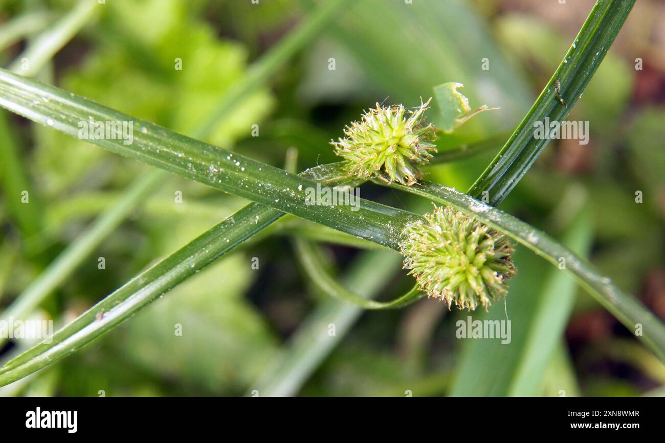 Shortleaf Spikesedge (Cyperus brevifolius) Plantae Stock Photo - Alamy