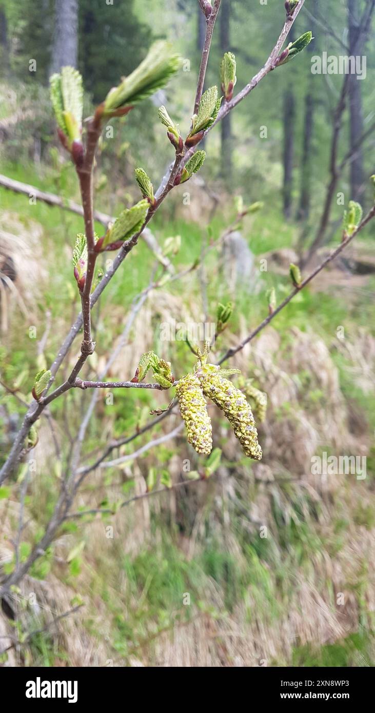 green alder (Alnus alnobetula) Plantae Stock Photo - Alamy