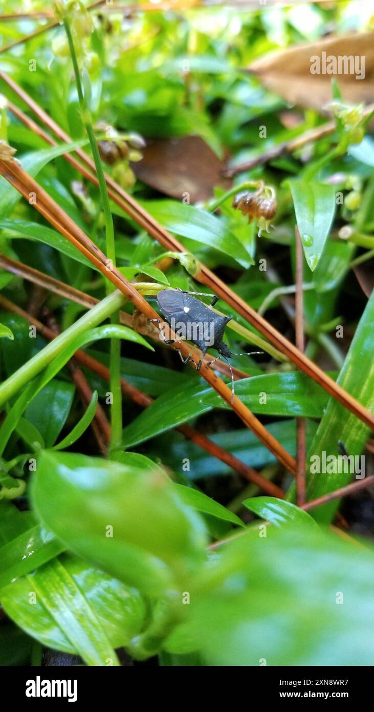 Black Stink Bug (Proxys punctulatus) Insecta Stock Photo - Alamy