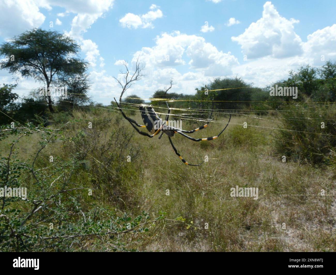 banded-legged golden orb-web spider (Trichonephila senegalensis ...