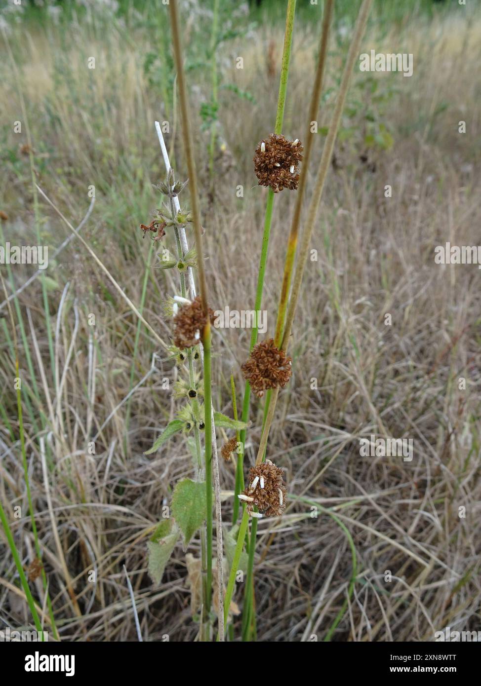 Compact Rush (Juncus conglomeratus) Plantae Stock Photo - Alamy