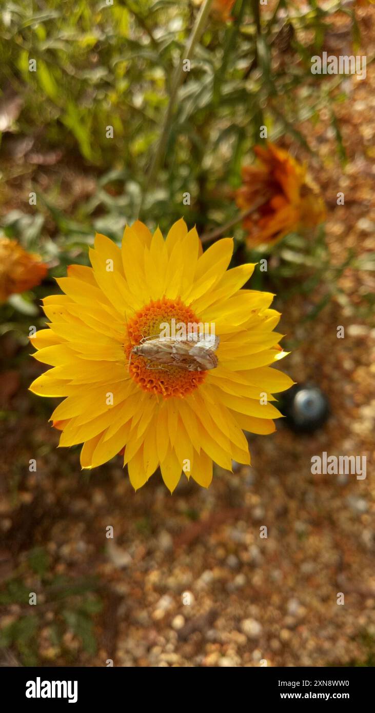 cabbage centre grub (Hellula hydralis) Insecta Stock Photo - Alamy