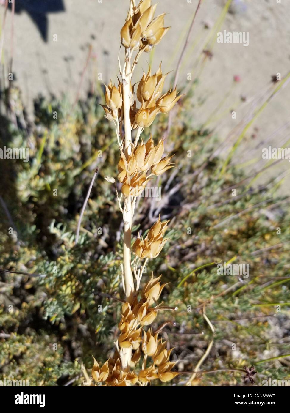 scarlet bugler (Penstemon centranthifolius) Plantae Stock Photo - Alamy