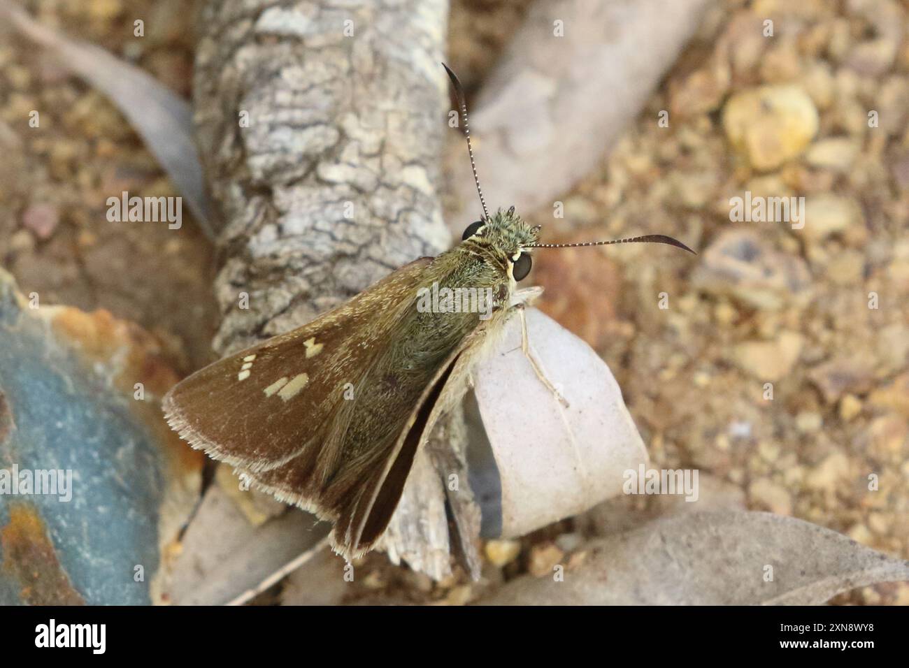 Large Dingy Skipper (Timoconia peron) Insecta Stock Photo - Alamy