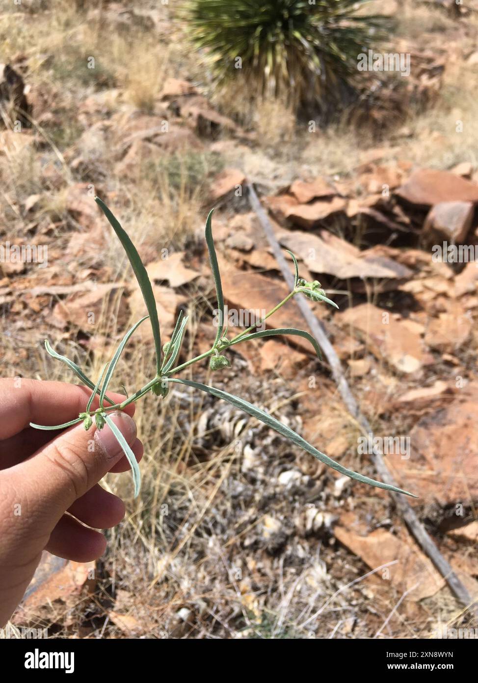 Narrowleaf Four o'Clock (Mirabilis linearis) Plantae Stock Photo - Alamy